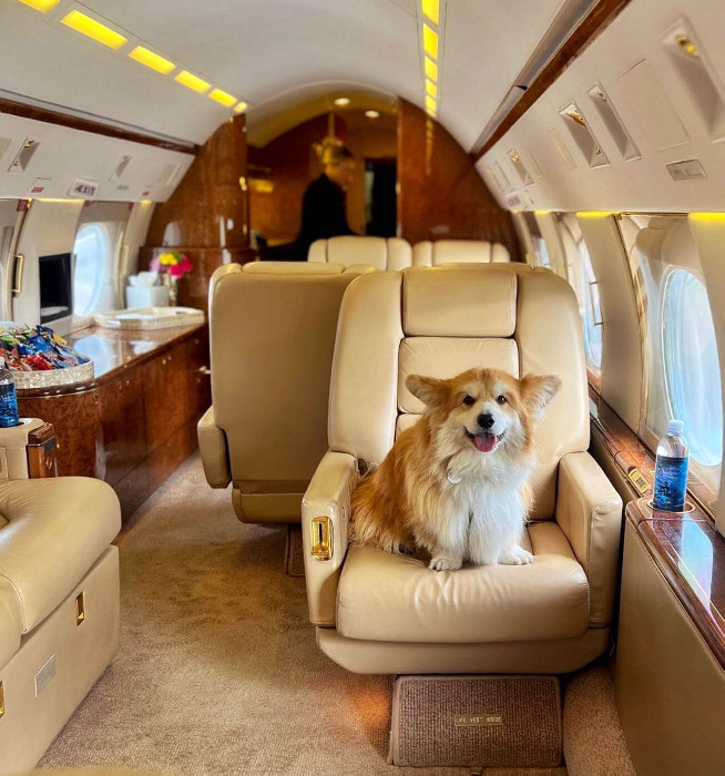 K9 Jets: Private Jet Charters Designed for Pets